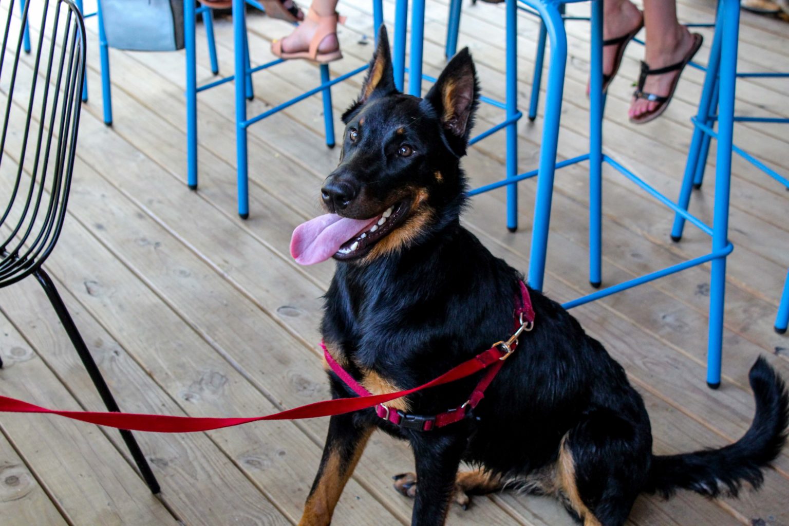 Shacks – Drinks. Dining. Dog Park.